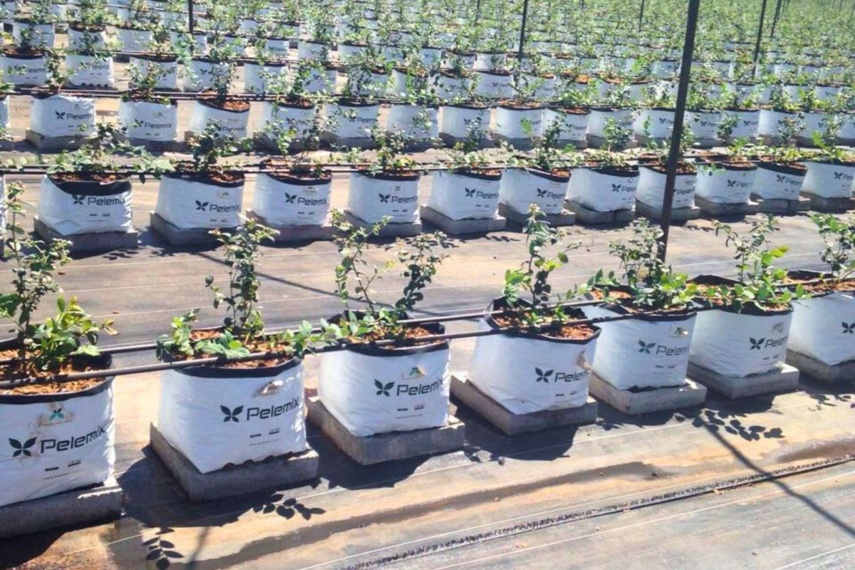 Pelemix impulsa el cultivo sostenible con sus innovadoras soluciones en ...